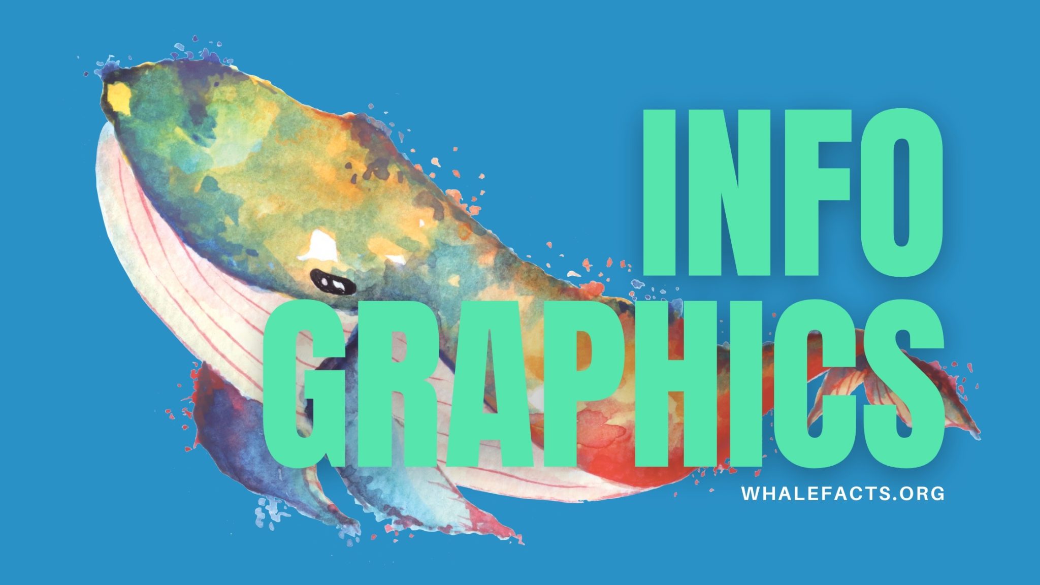 Whale Infographics